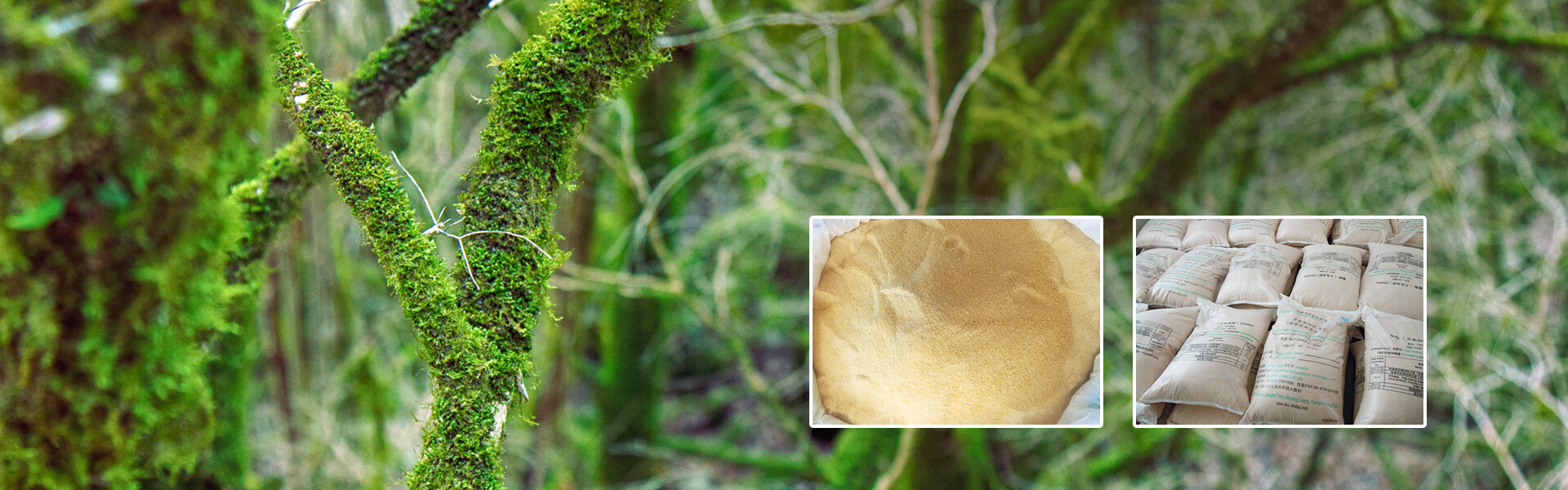 Shellac, Lac, Aleuritic Acid, Bleached Dewaxed Shellac, Refined Shellac ...